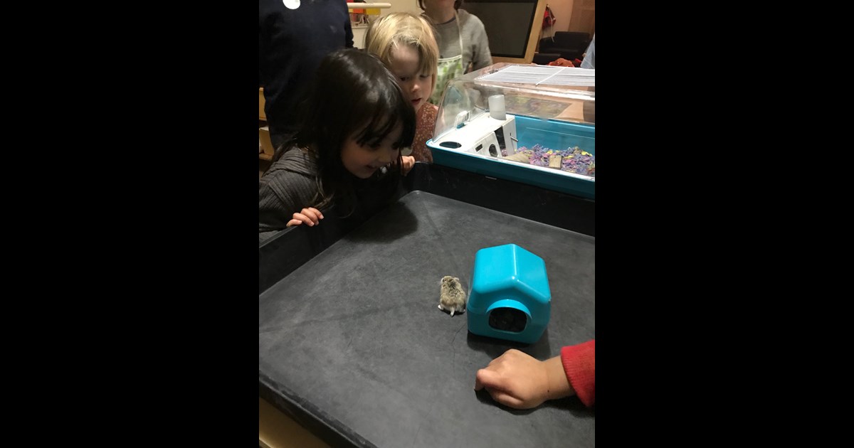 Pet Hamster Research Project