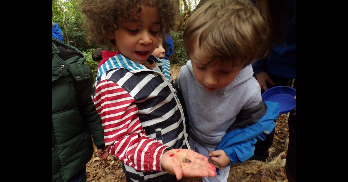 Minibeast Hunt in the Forest