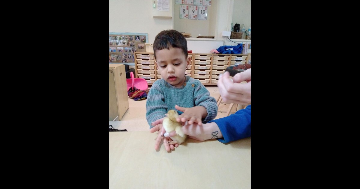 Life Cycle of a Duck (2)