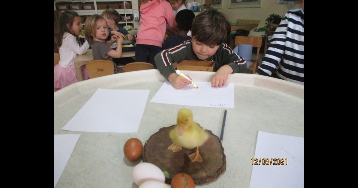 Duck Mark Making