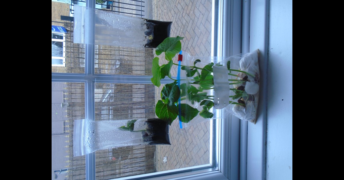 Life cycle of a kidney bean